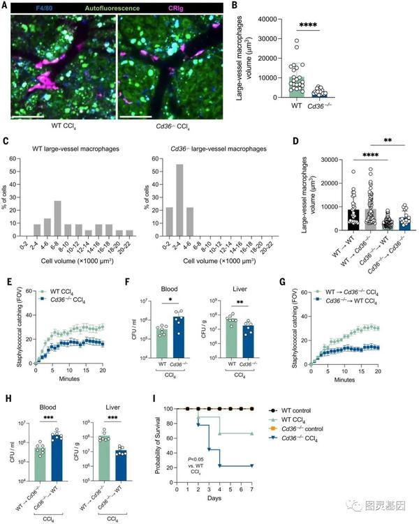 Science ｜ 肝脏的自救：Kuffer合胞体在纤维化肝脏中补充巨噬细胞功能 - 知乎