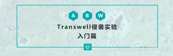 Transwell侵袭实验——入门篇 - 知乎