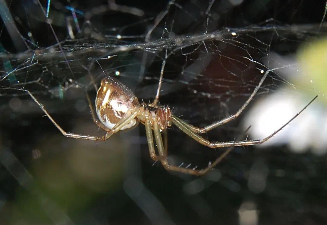 【动物界全系列】新蛛亚目—金蛛总科 - 知乎