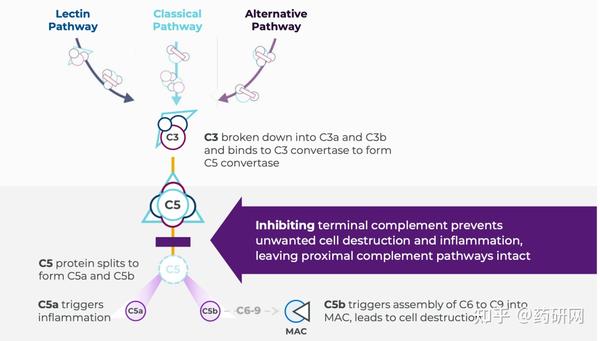从阿斯利康子公司看全球C5靶点布局 - 知乎