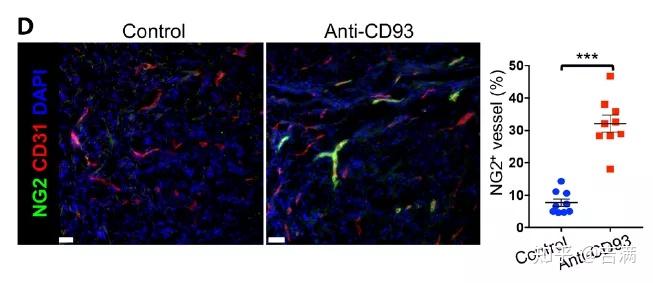 CD93高光时刻：阻断CD93/IGFBP7通路可以重塑脉管系统，促进免疫治疗效果 - 知乎