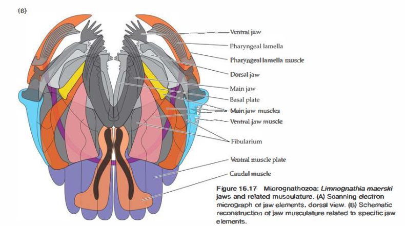 千姿百态的冠轮动物（一）--轮虫们 - 知乎