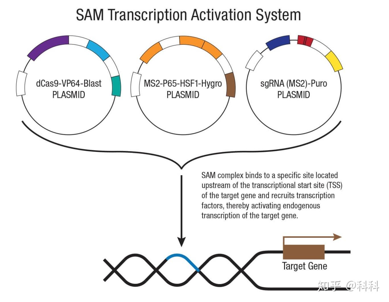 【科普】99%的人不知道的CRISPR奥秘 - 知乎