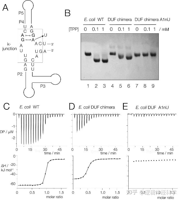 RNA︱黄林/David Lilley团队合作研究k-junctions的结构和折叠特性：提高从序列准确预测RNA三维结构的能力 - 知乎