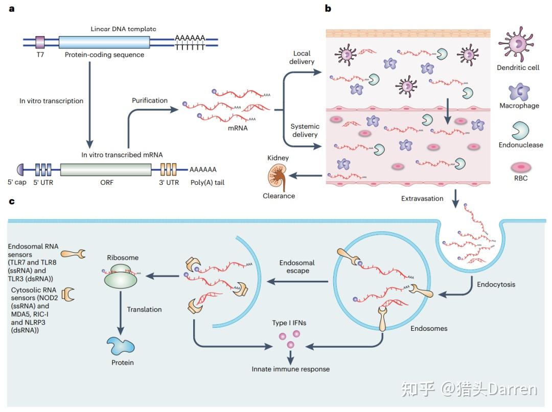 mRNA纳米药物全景解读 - 知乎