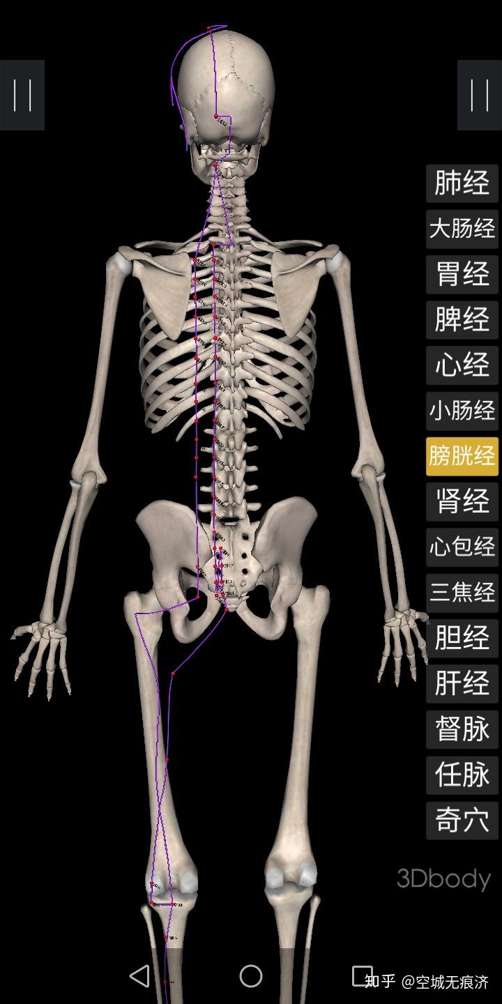 【简单了解】 经络名称，走向，循行规律知识梳理 - 知乎