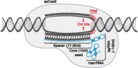 sgRNA设计工具，让基因编辑不再高冷！ - 知乎