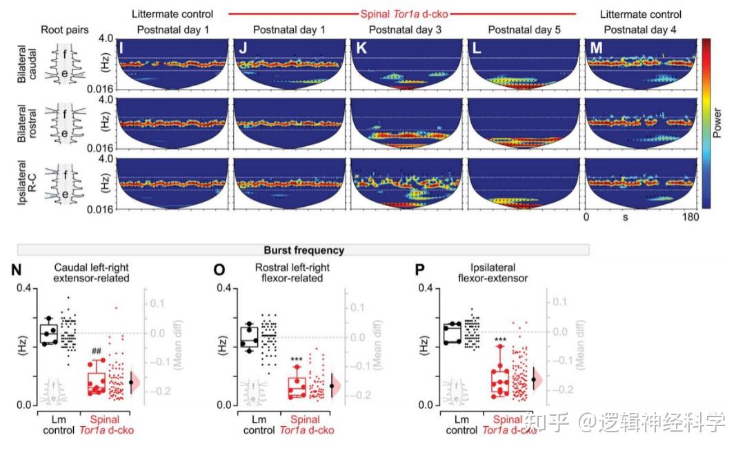STM︱伦敦大学学院团队发现脊髓神经回路功能障碍介导的Dyt1-Tor1a肌张力障碍小鼠的病理发生机制 - 知乎