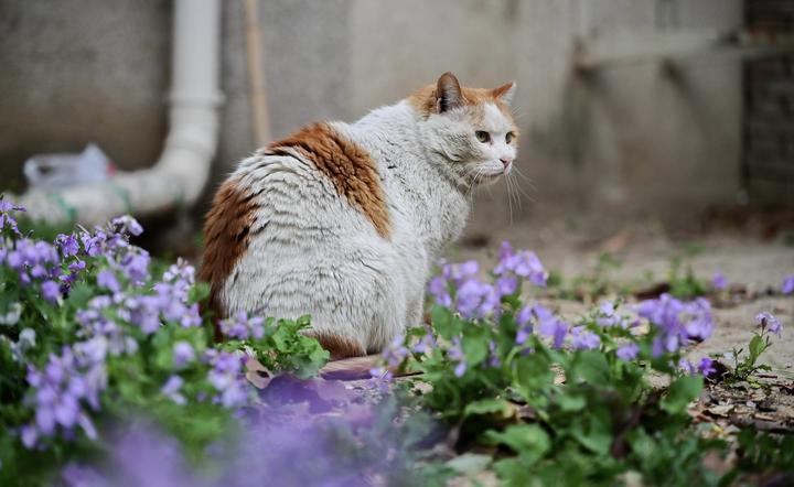 Noise Trader Risk in Financial Markets——存在即存在的理由 - 知乎