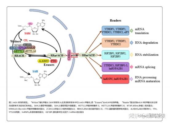 一篇综述读懂m6A RNA甲基化与肿瘤信号通路之间的联系 - 知乎
