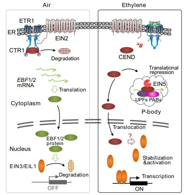 乙烯信号简史 | 三重反应 - 知乎