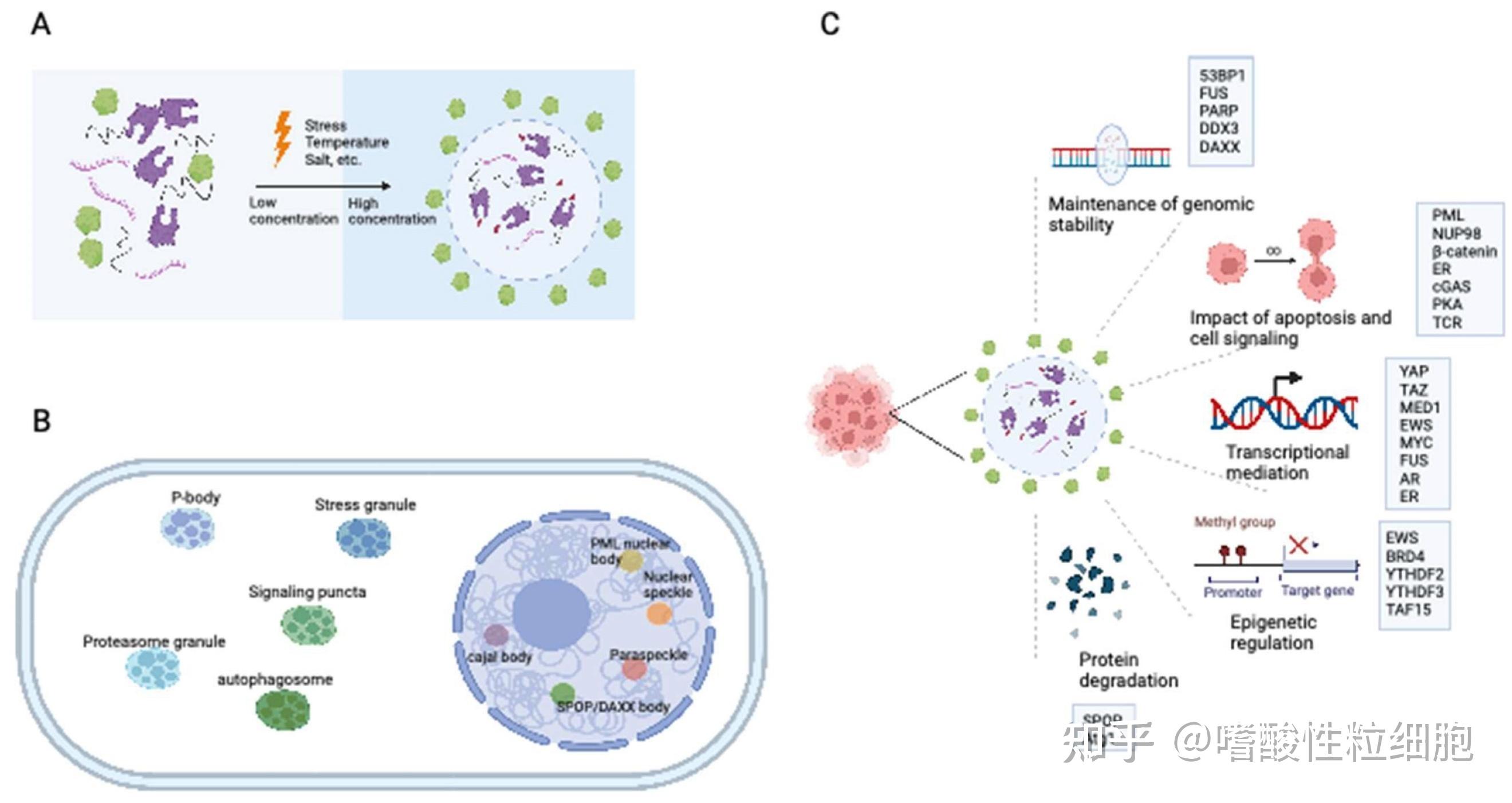 液–液相分离（Liquid–liquid phase separation，LLPS）在未来癌症治疗中的作用与意义 - 知乎