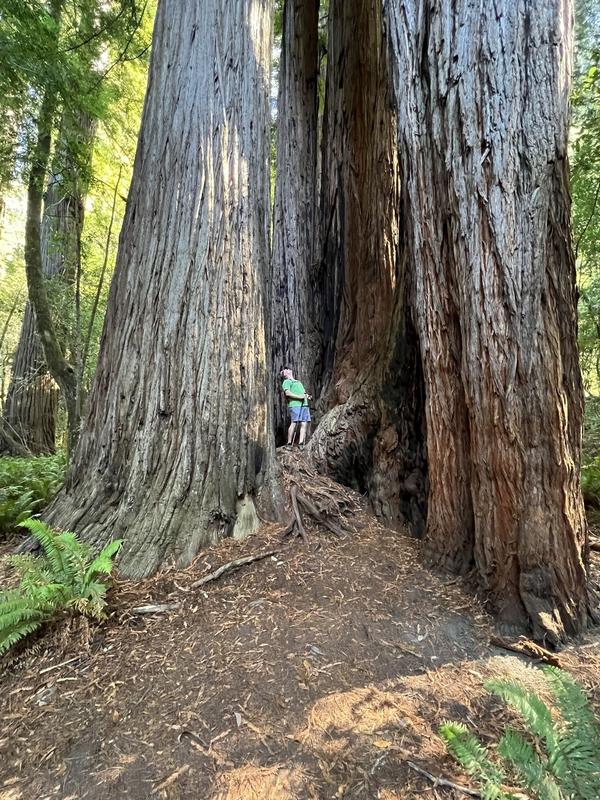 高树步道（Tall Trees Trail）和高树林（Tall Trees Grove） - 知乎