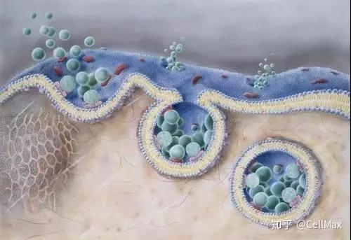 研究外泌体，你得了解这些！（一） - 知乎