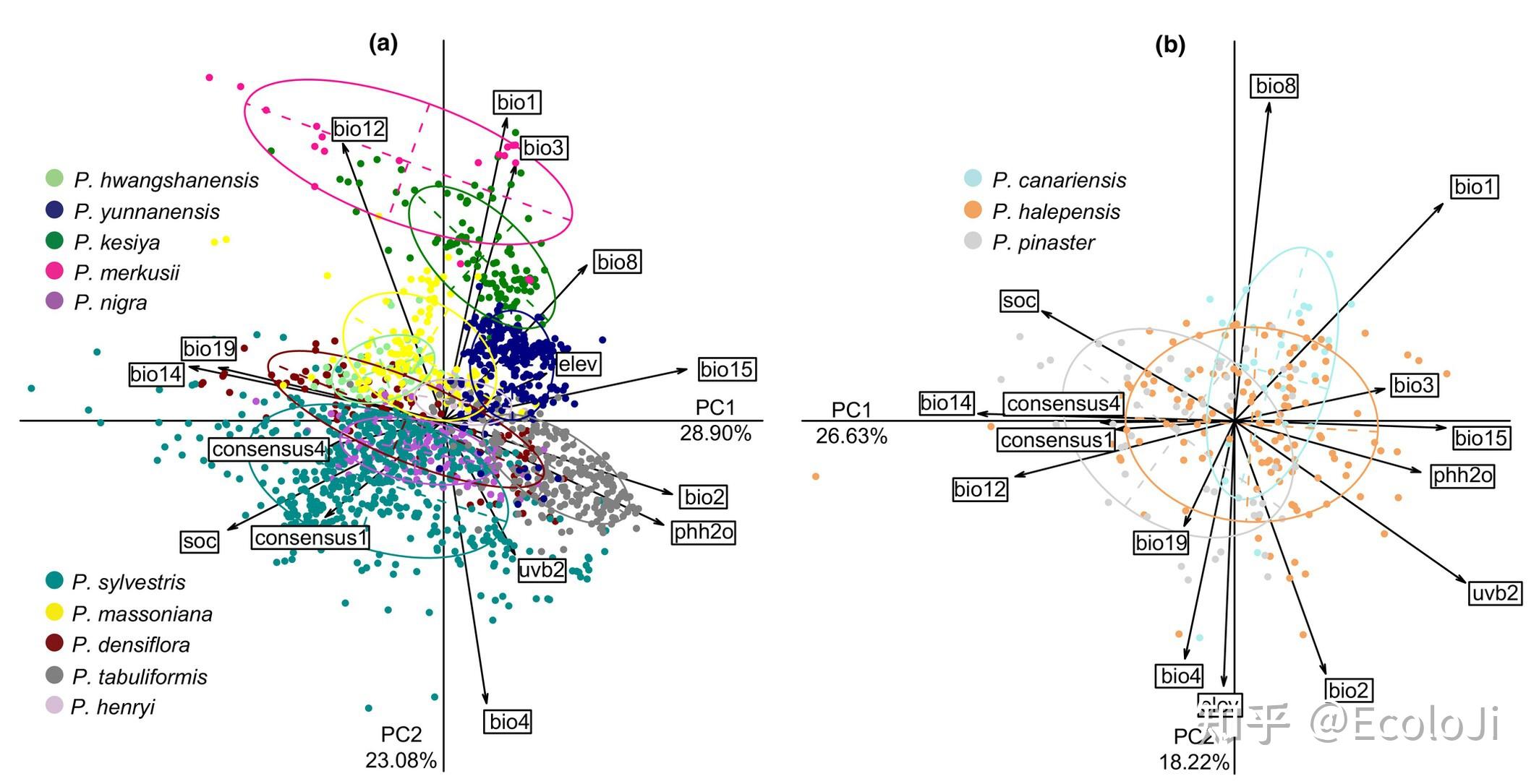New Phytol | 欧亚松属植物在普遍基因流下的进化辐射 - 知乎