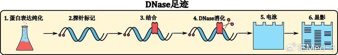 DNase I footprinting Kit 产品性能报告 (IEMed-K324) - 知乎