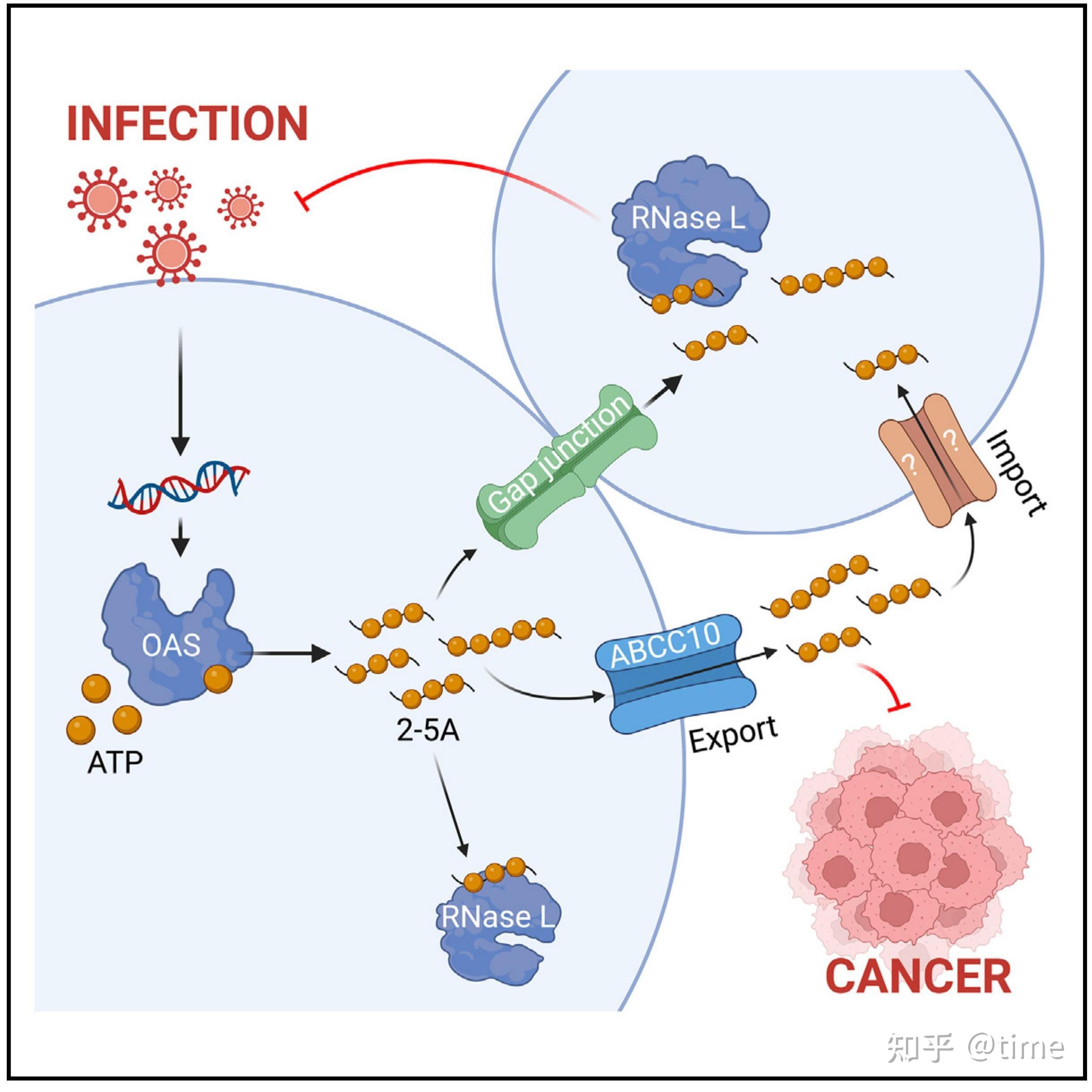 文献分享 | Immunity：OAS通过2-5A的细胞间转移，在细胞间交叉激活RNase L，传播先天免疫 - 知乎