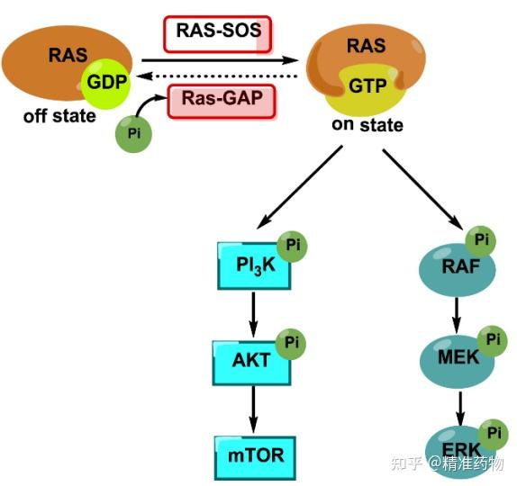 全球首个KRAS G12D抑制剂获批临床 - 知乎