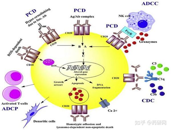 靶点常青树：CD20 - 知乎