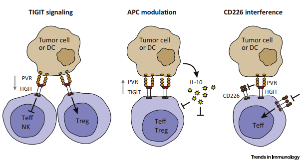 TIGIT---未来抗癌神药的热门靶点 - 知乎