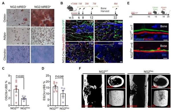 Cancer Discov︱张翔团队报道NG2+基质细胞在骨重塑和转移起始中的特殊作用 - 知乎