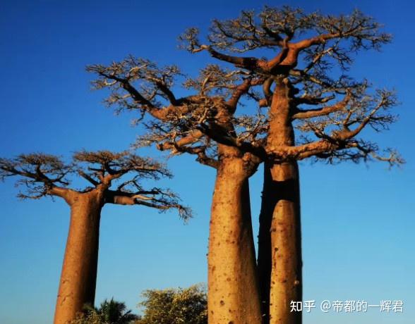 瓶干树，猴面包树，宝瓶树等等怎么分？英文分别是啥？ - 知乎