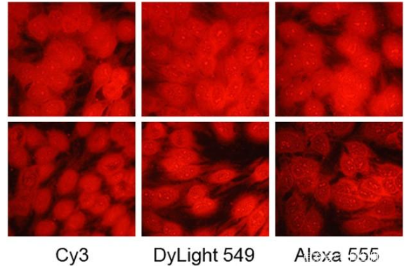 CY5.5-CS2K 壳聚糖修饰CY5.5荧光染料 - 知乎