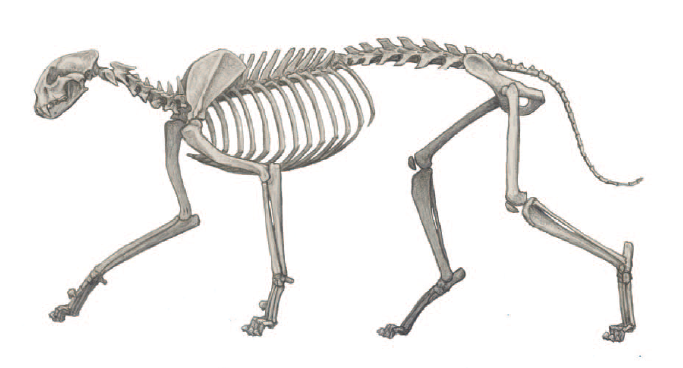 求解释剑齿动物的趋同进化和灭亡原因？以及剑齿这一生理特征的意义？ - 知乎