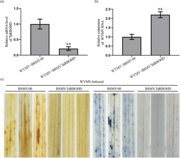 【Plant Biotech J】小麦黄色花叶病毒NIb以TaVTC2为靶标以引发小麦的广谱抗性 - 知乎