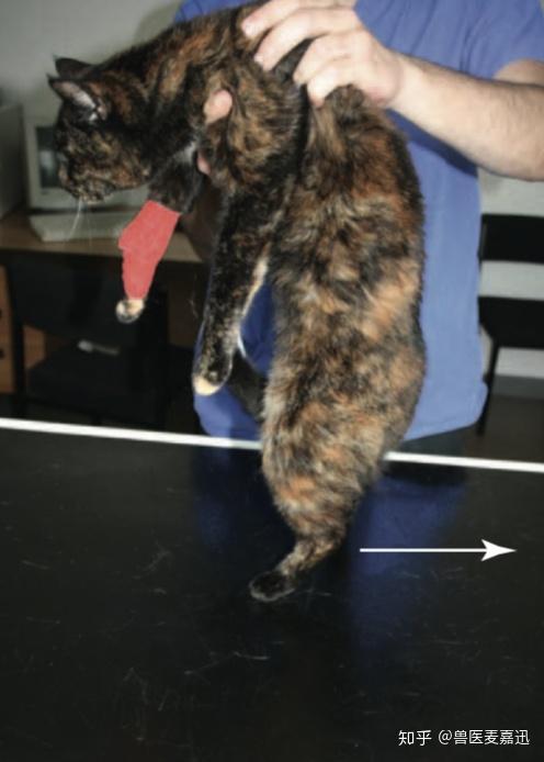 1分钟了解神经学检查-蹬踏反应（Extensor Postual Thrust Reaction) - 知乎