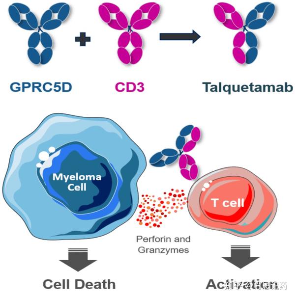 记住所有FDA生物药 | GPRC5D×CD3双抗 | TALVEY® talquetamab | 多发性骨髓瘤 - 知乎