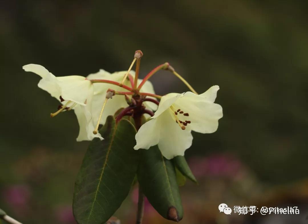 嘎隆拉--“上帝的后花园”//从波密到墨脱 - 知乎