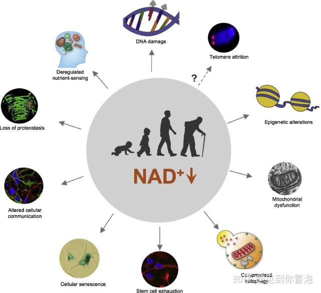 带你科学了解NAD是什么？NAD+是什么东西？ - 知乎