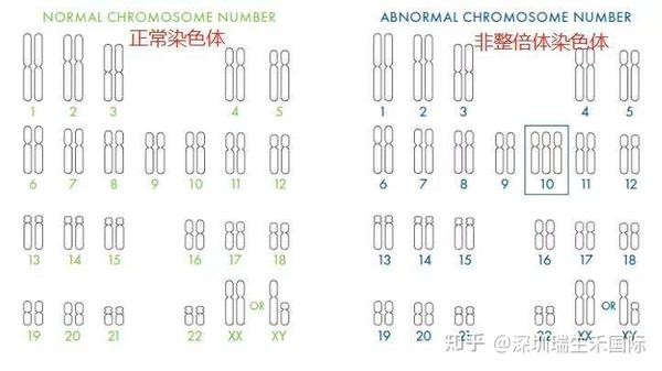 什么是胚胎染色体异常? 知乎