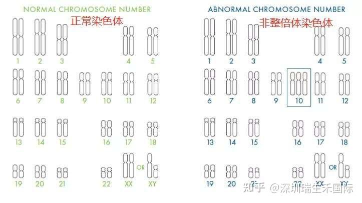 什么是胚胎染色体异常？ 知乎