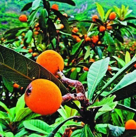 摘枇杷去吧！Loquats-picking Sites in Chengdu - 知乎