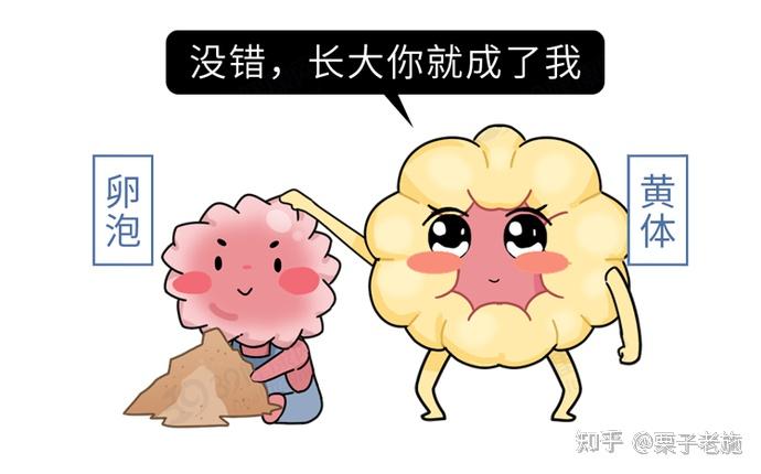 同房酿成的 血案”，黄体破裂！医生：又不是打桩，太用力干嘛！ 知乎