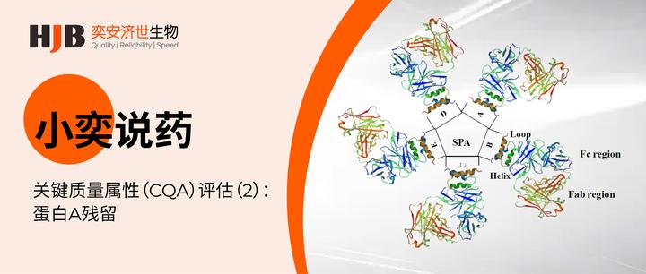 小奕说药丨关键质量属性（CQA）评估（2）：蛋白A残留 - 知乎