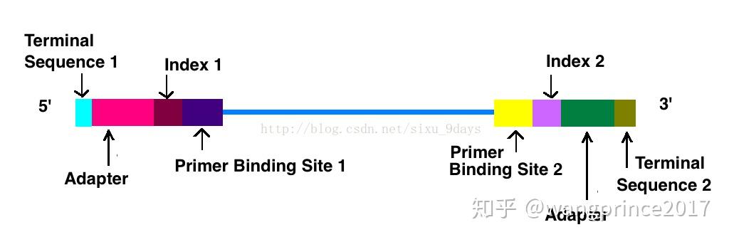illumina 双端测序（pair end） - 知乎