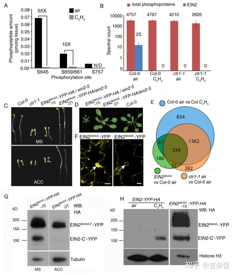 乙烯信号简史 | 成也EIN2，败也EIN2 - 知乎