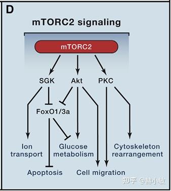 综述浅读| mTOR到底是个啥 - 知乎
