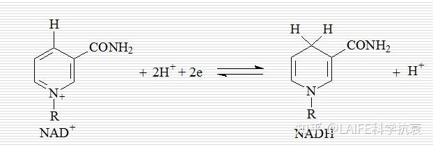 NAD+的使命，细胞供能与健康 - 知乎