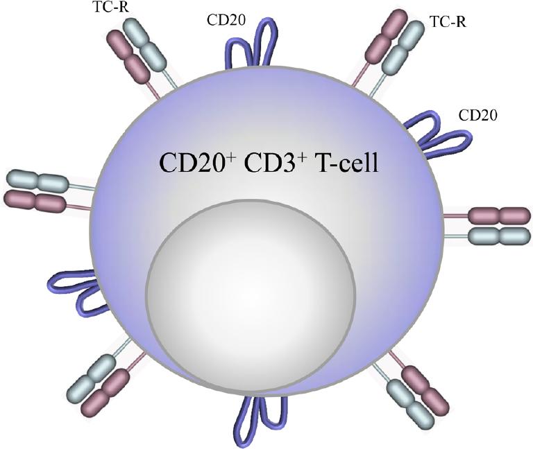 快速了解CD20/CD22/CD38/CD80的生物学意义 - 知乎