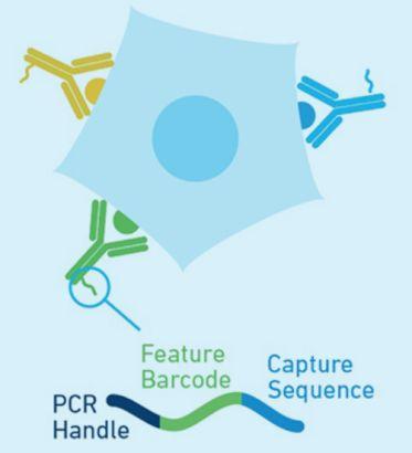 10x Genomics系列应用之——单细胞表面蛋白 - 知乎