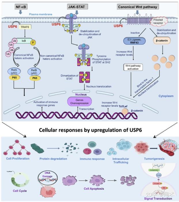 什么是泛素特异性蛋白酶？ - 知乎