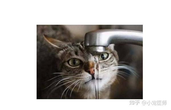 猫咪能直接喝自来水吗?小宠医师告诉你猫咪该如何喝水 知乎