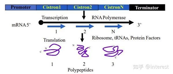 分子生物学笔记 2020.6 - 知乎