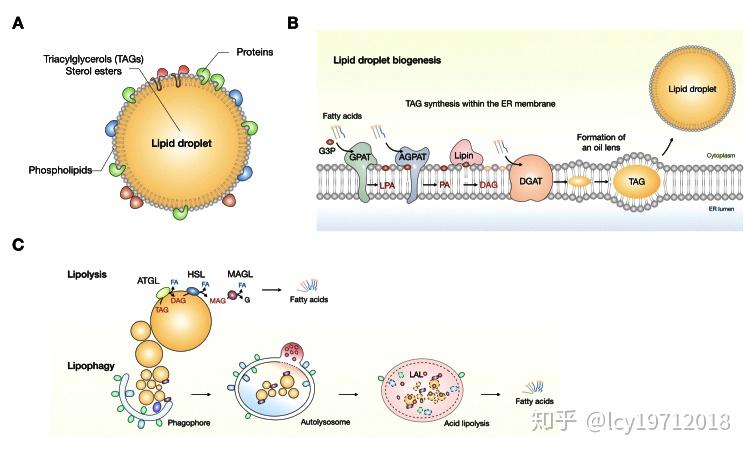 甘油三酯的合成代谢与脂肪组织重塑 - 知乎