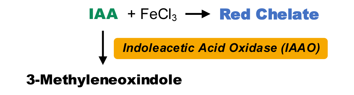 吲哚乙酸氧化酶（IAAO）活性检测试剂盒（吲哚乙酸氧化法） - 知乎
