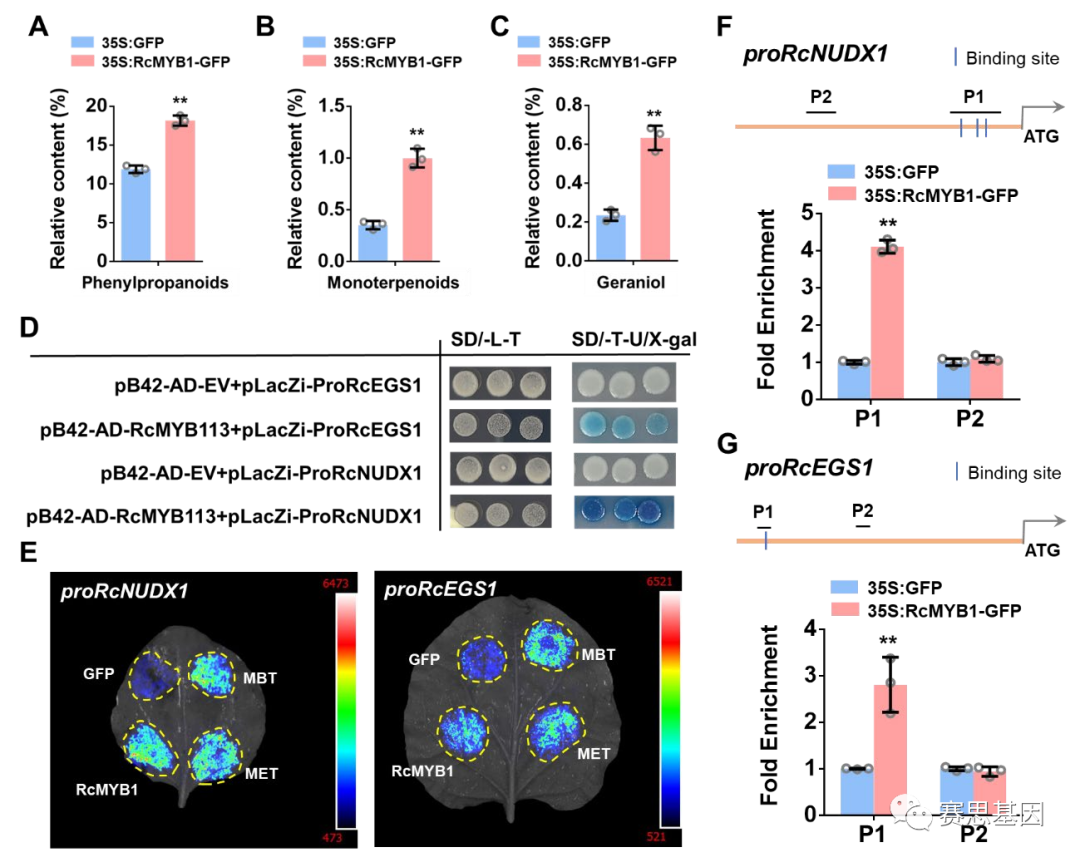 【Hortic Res】MYB转录因子RcMYB1在玫瑰花青素的生物合成中起着核心作用 - 知乎